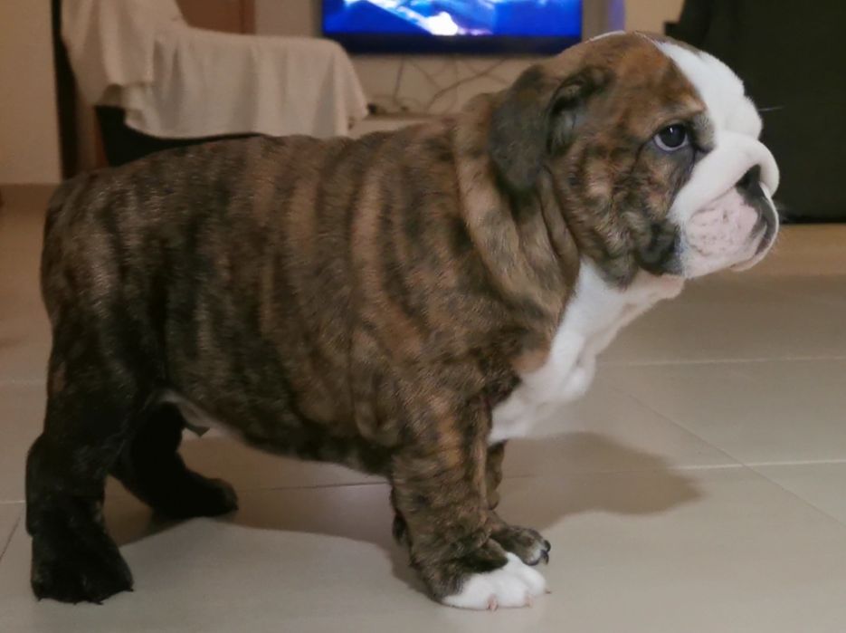 Bulldog inglês macho Regueira de Pontes • OLX Portugal