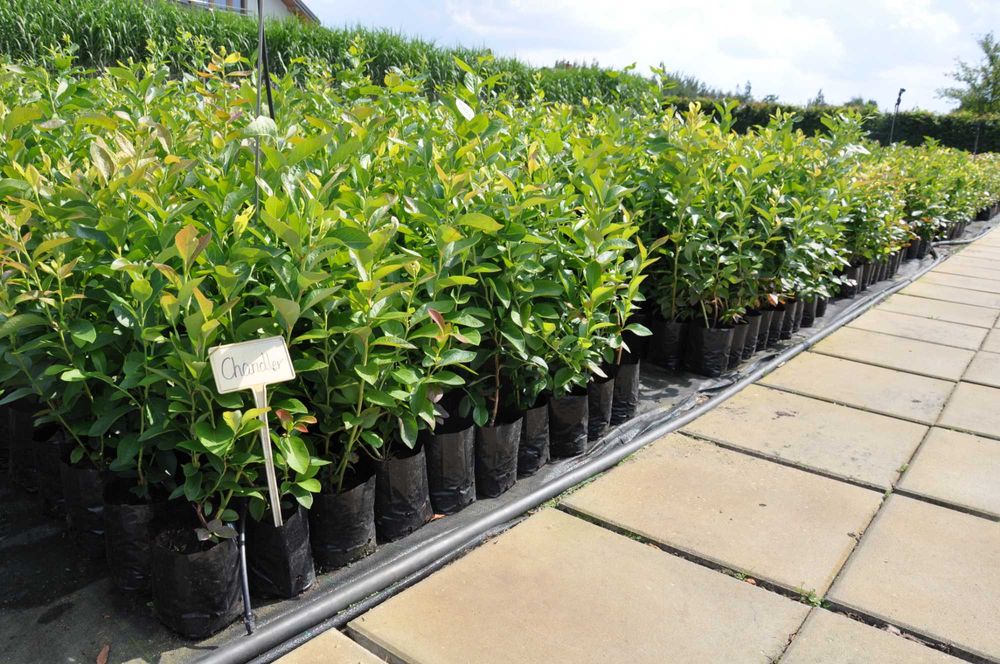 Sadzonki borówki amerykańskiej CAC (Vaccinium corymbosum), blueberry ...