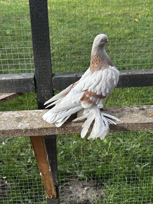 Blauwinder samica 24r Warszawa Bemowo • OLX.pl