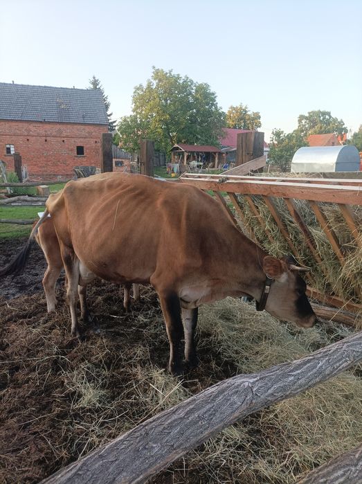 Krowa po drugim cielaku mleczna Jersey Stara Rzeka • OLX.pl