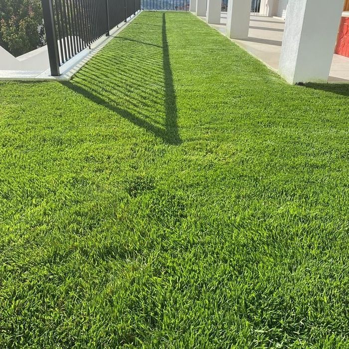 Relva natural em rolos Ponte do Rol • OLX Portugal