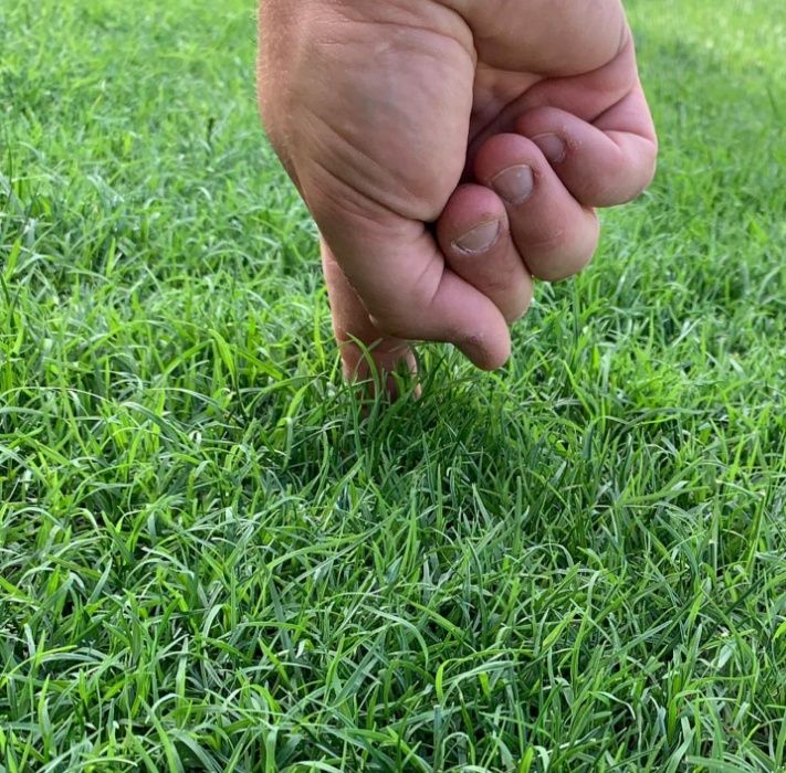 Газонная трава Детские ПЯТОЧКИ низкорослый лилипут газон авторский: 150 ...