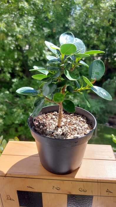 Фикус Грин Айленд ( Ficus Green Island ): 1 500 грн. - Кімнатні рослини ...