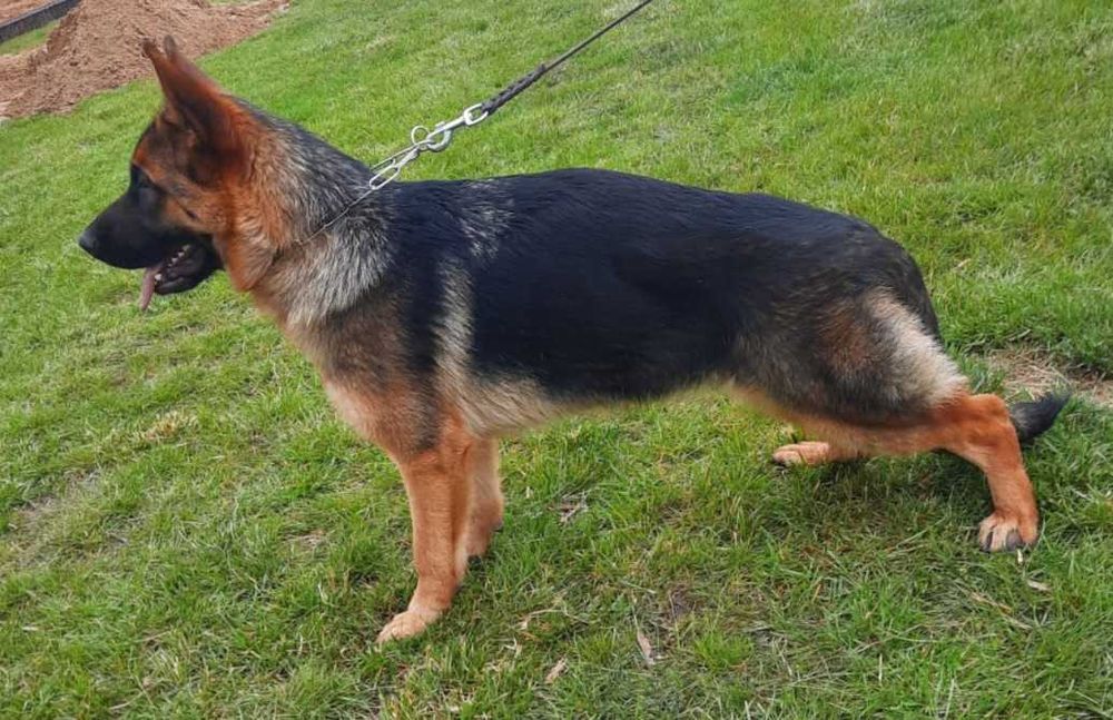 Owczarek Niemiecki FCI suczka 8 miesięcy Gniezno • OLX.pl