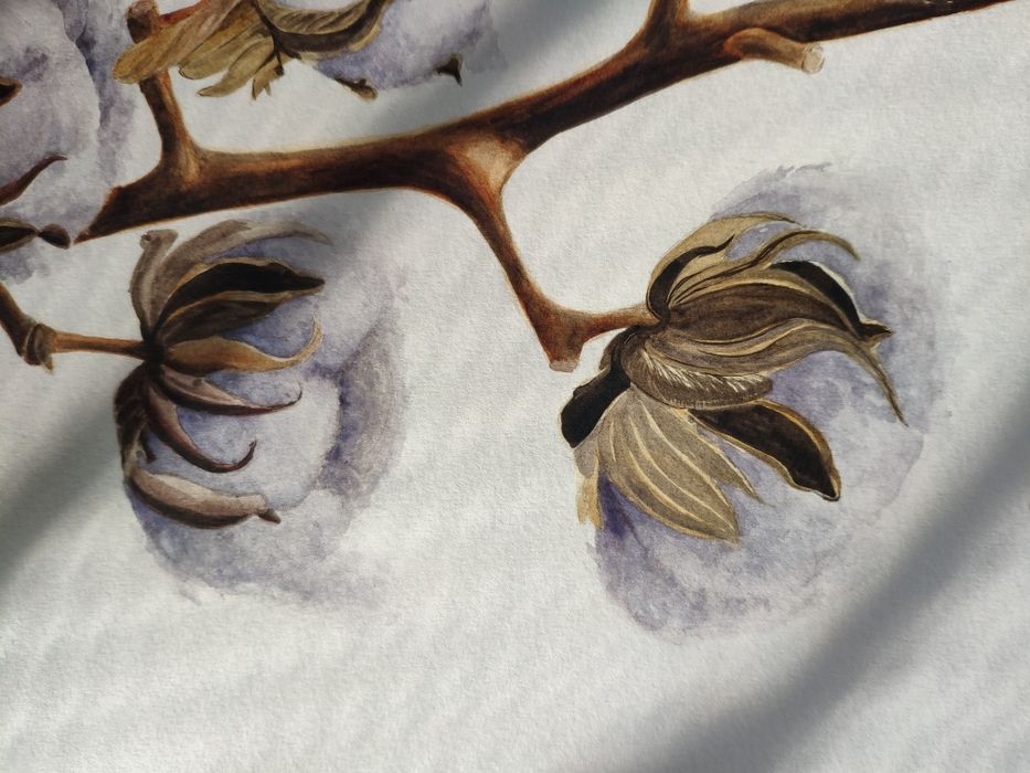 Картина аквареллю Гілочка бавовни 700 грн Живопись Одесса на Olx