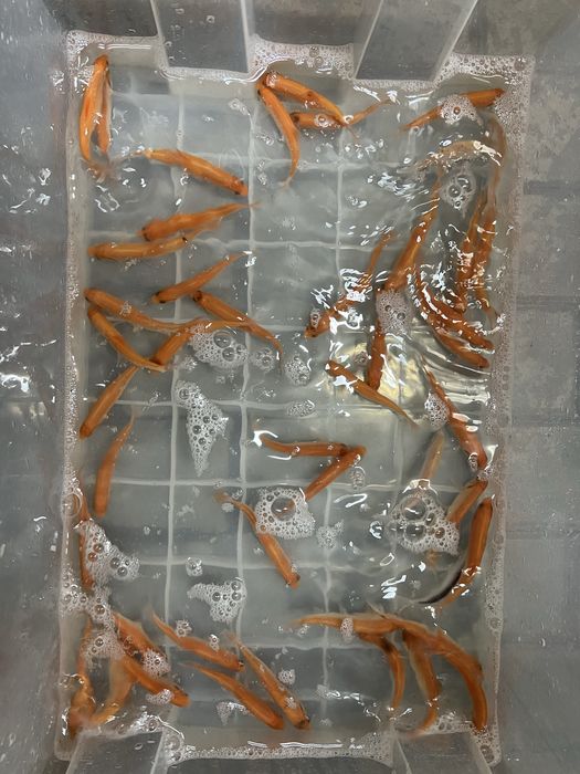 Złota orfa ryby do stawu oczka wodnego złote orfy Radom • OLX.pl