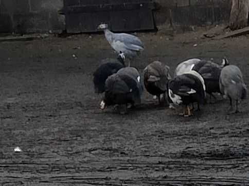 Sprzedam perliki perliczki Antonina • OLX.pl