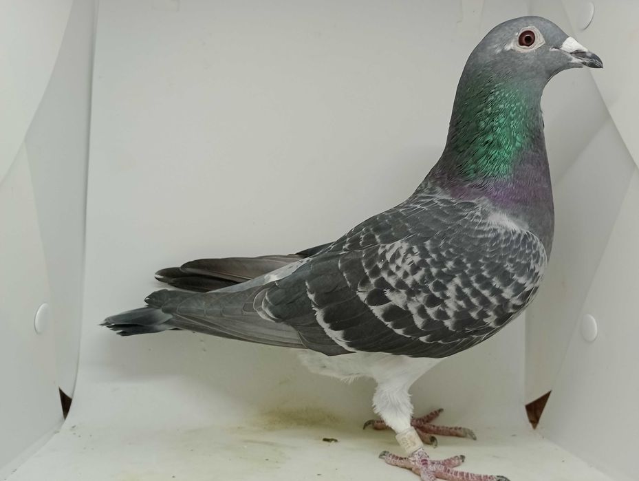 Limbourg, De Rauw Sablon, Stichelbout, Schaerlaeckens, Dirk vd Bulck Nawsie • OLX.pl