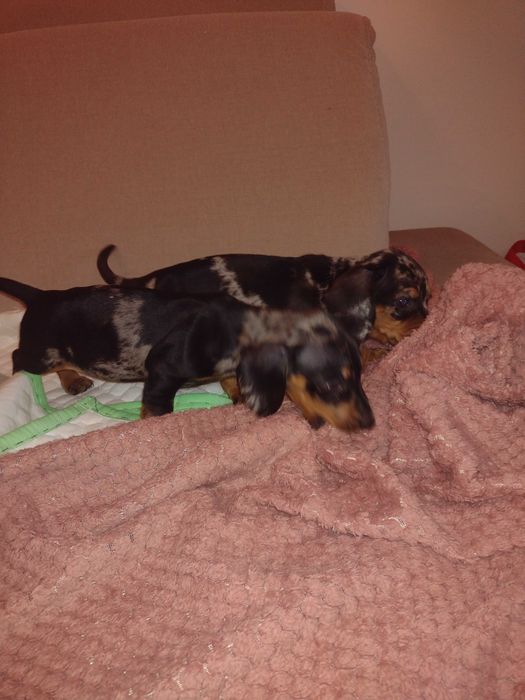 Jamnik miniatura merle tan, Isabella merle ,blue merle Grudziądz • OLX.pl