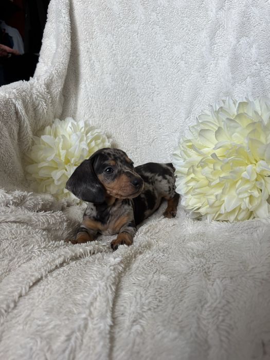 Jamnik czarny merle Proszowice • OLX.pl