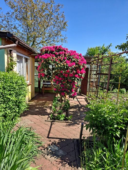 Działka ROD Police Jasienica 575mkw Police Jasienica • OLX.pl