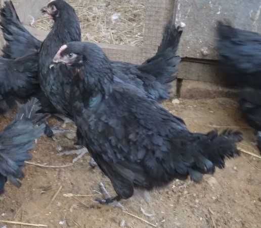 Kurki kury dark schell darkschell czekoladowe jajka Kętrzyn • OLX.pl