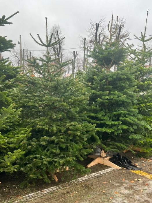 Ялинка жива живая ёлка Пихта Нордмана 1 500 грн Інші товари для дому Київ на Olx