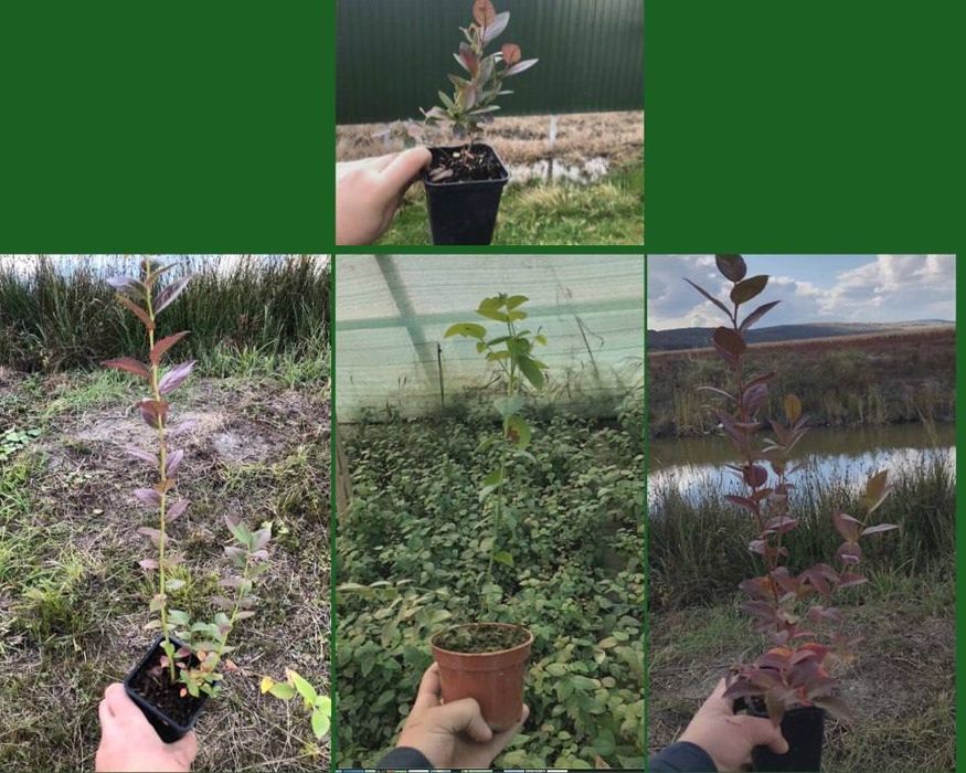 Лохина,борувка,голубика,blueberry,ГУРТ-(жимолость,малина,ожина,ТУЇ ...