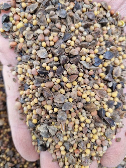 Mieszanka poplonowa gorczyca gryka rzodkoew facelia transport wysylka ...