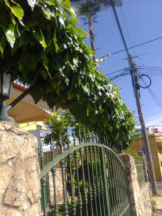 Heras - Plantas trepadeiras Ramada E Caneças • OLX.pt