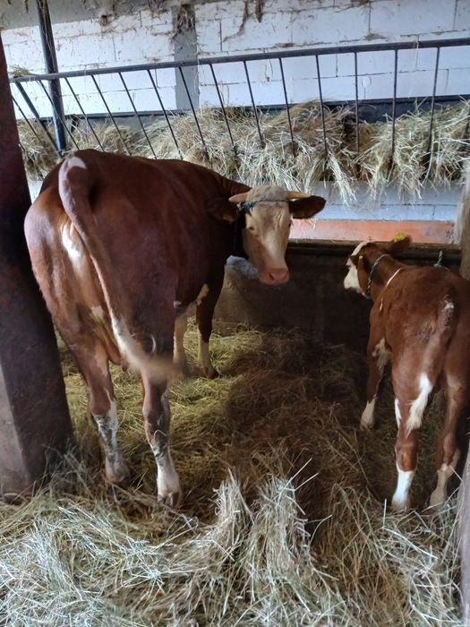 Krowa , jałówka, pierwiastka simental zacielona byczek do hodowli ...