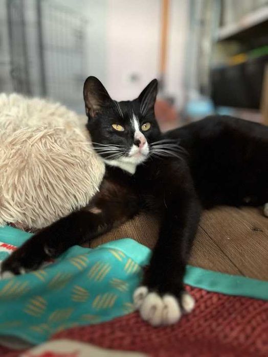 BŁYSKOTKA - urocza, miziasta 1,5 roczna kotka szuka domu na zawsze Gliwice Szobiszowice • OLX.pl