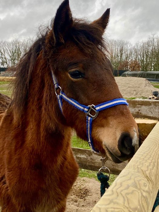 Poldra Garrana Pura e Registada na ACERG Guarda • OLX.pt