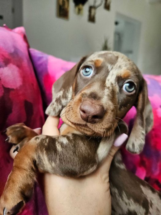 jamnik merle – Psy – szczeniaki, dorosłe | OLX Zwierzęta