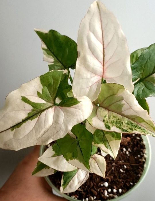 Сингониумы: White Princess, Strawberry Ice: 1 000 грн. - Кімнатні ...