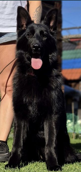 Owczarek niemiecki krótkowłosy FCI Nowy Targ • OLX.pl