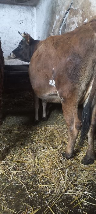 Krowa cielna jersey Rymanów • OLX.pl