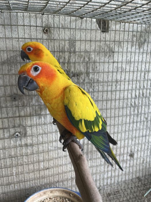 Aratingas sol de 2024 Benedita • OLX.pt