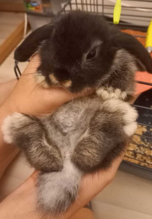 Królik mini lop z klatką, Toruń, Bydgoszcz, dowóz Olsztyn • OLX.pl