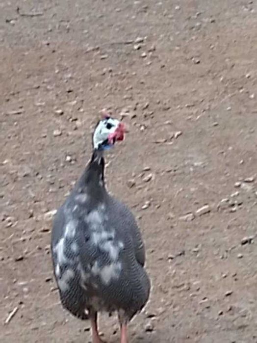 Jaja perliczki, Perliki koguty (pantorki) Jasienica Rosielna • OLX.pl