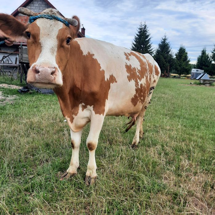 Sprzedam Krowe 5 lat Fałków • OLX.pl