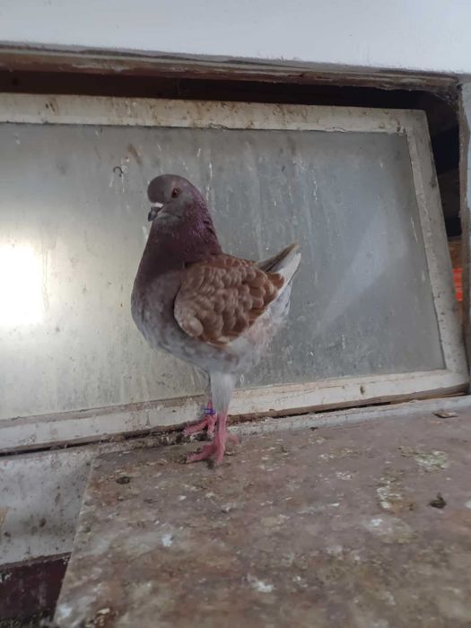 Kingi golebie ozdobne Otmuchów • OLX.pl