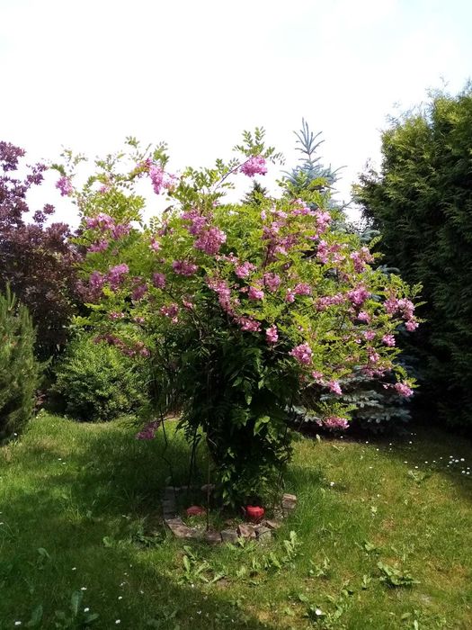 Działka ROD w Białymstoku przy ul. Ciołkowskiego 2, 346m2 Białystok ...