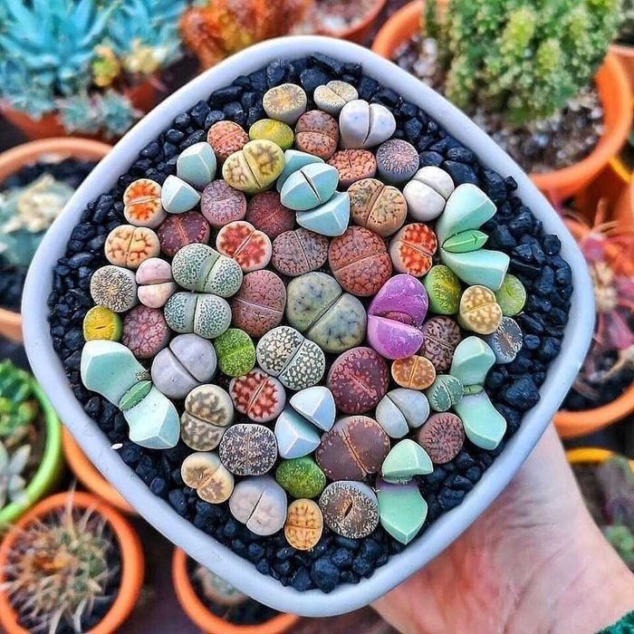 Литопсы семена 54 вида литопсов, литопс, живые камни, Lithops: 140 грн ...