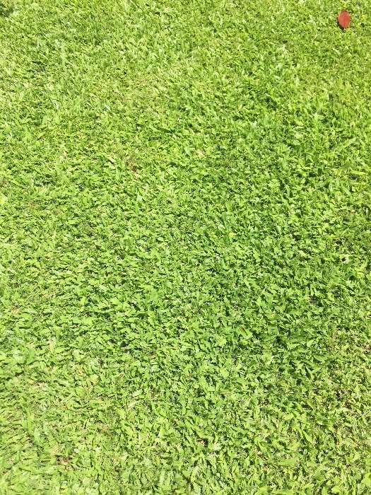 Relva Brasileira 84 Bairro • OLX Portugal