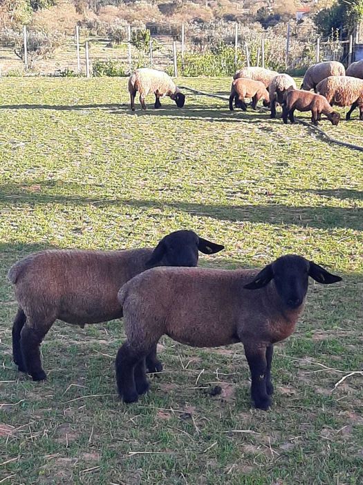 Borregos / Borregas da Raça Suffolk Puros Pedreiras • OLX Portugal