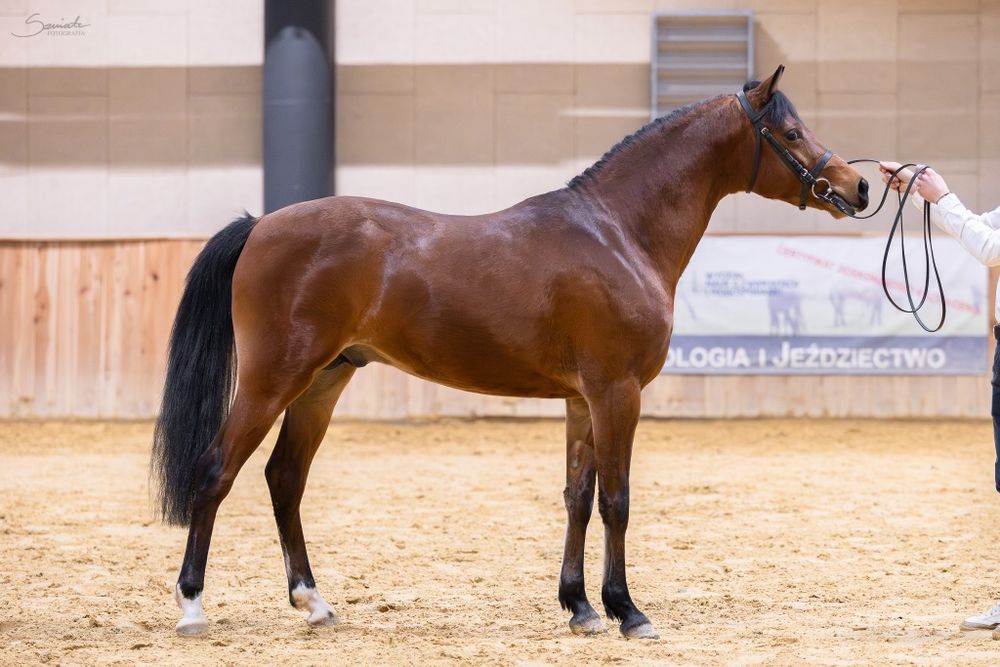 Ogłoszenia - Sprzedam, kupię na OLX.pl