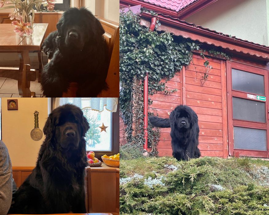 Nowofunland ZKwP FCI suka/zapowiedź miotu Skierniewice • OLX.pl