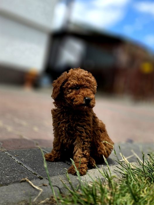 Pudel suczka red toy miniaturowy Kielce • OLX.pl