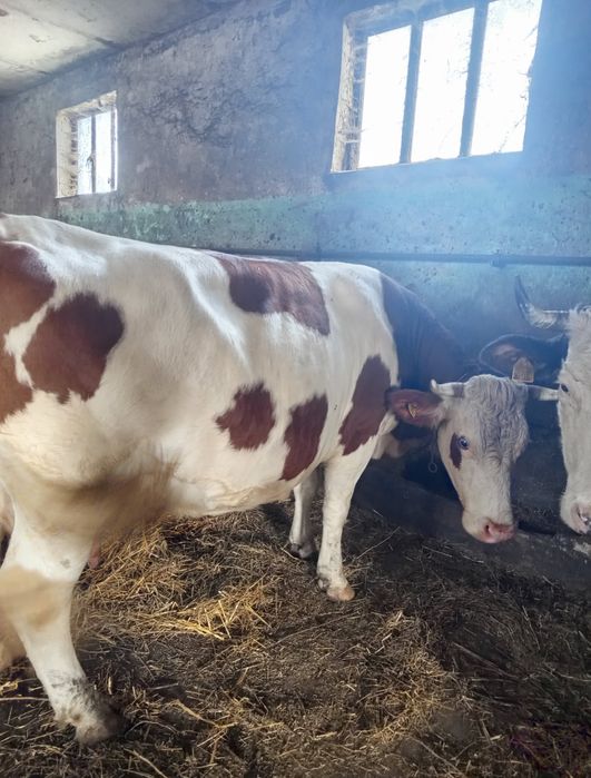 Krowa wysokocielna simental Brzozówka • OLX.pl