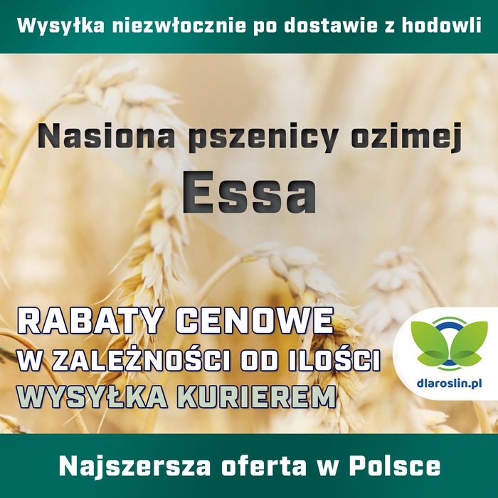 Pszenica ozima Essa C1, opak. 50KG | dlaroslin.pl Sieradz • OLX.pl