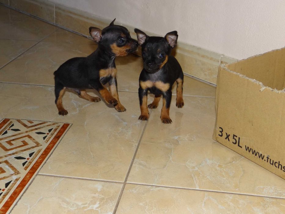 Ratlerek miniaturka piesek pinczer pinczerek Wierzbica • OLX.pl