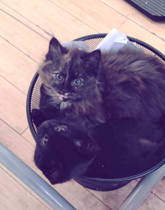 Puchatki szukają chatki Białystok Piaski • OLX.pl