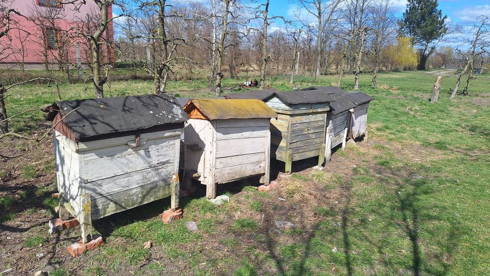 Ule Zwykłe Warszawskie 10 sztuk Budy Ciepielińskie • OLX.pl