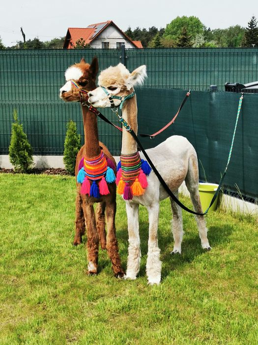 Chustki Peru dla alpak Nowy Tomyśl • OLX.pl