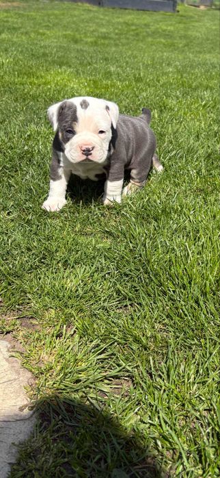 American Bully pies Sierpc • OLX.pl