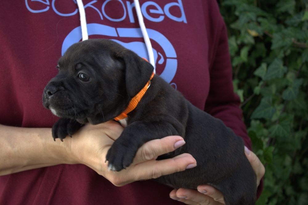 Staffordshire Bull Terrier- dostępny piesek pręgowany z białym Staffik ...