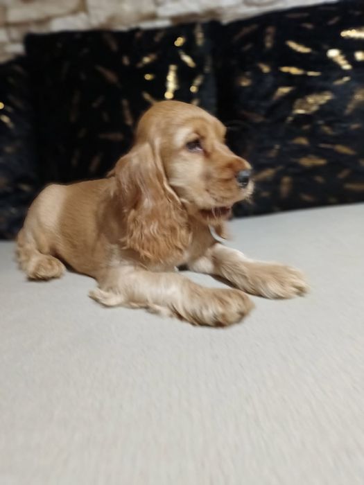 Cocer spaniel angielski piesek Płock • OLX.pl