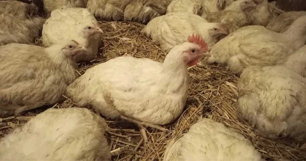 Młode kury brojlery Strzelce Wielkie • OLX.pl