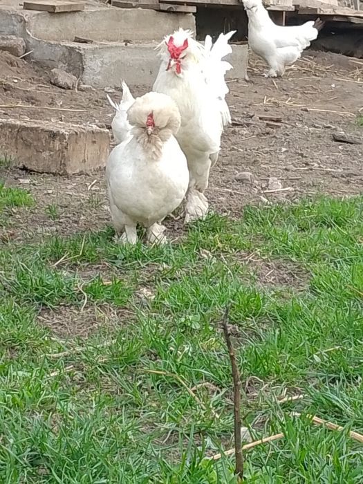 Kury kurczaki Perliki rasoweKurczaki ozdobne ,nioski Brahma,kochin,raj ...